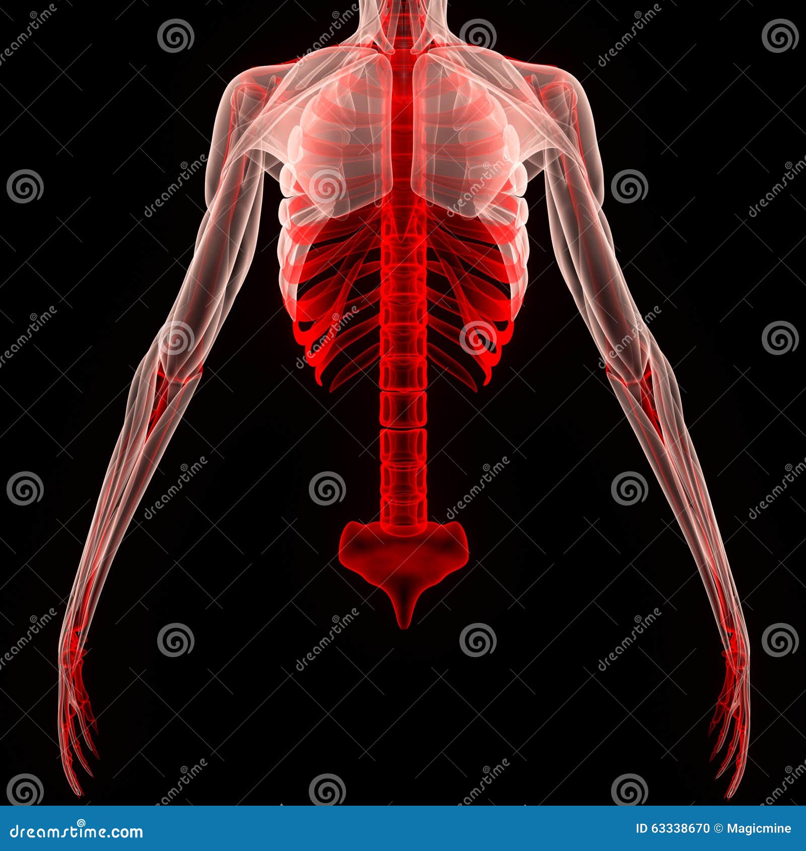 Corps Humain De Muscle Avec Le Squelette Illustration Stock ...