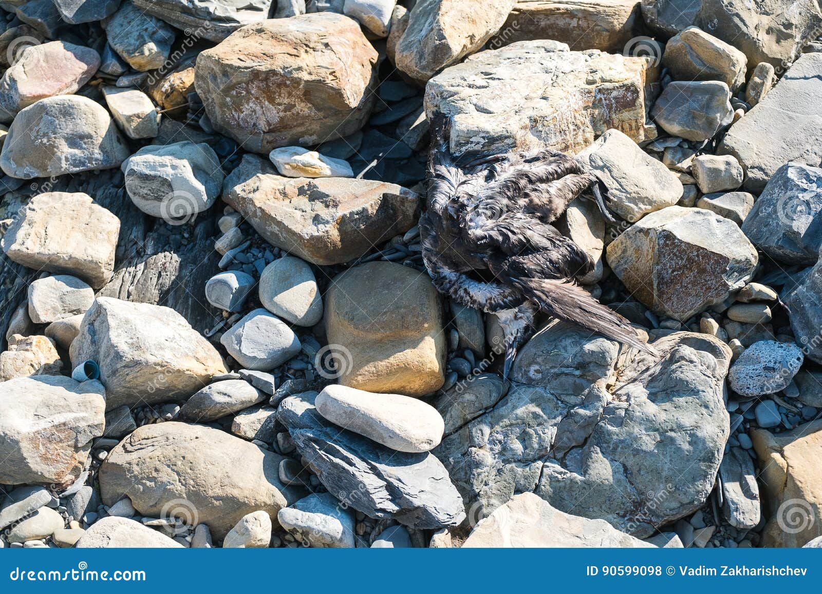 The Corpse of a Bird on the Seaside on the Rocks Stock Photo - Image of ...