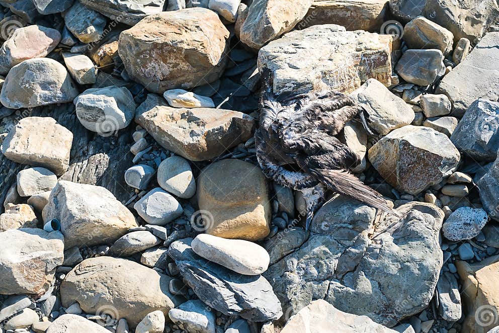The Corpse of a Bird on the Seaside on the Rocks Stock Photo - Image of ...