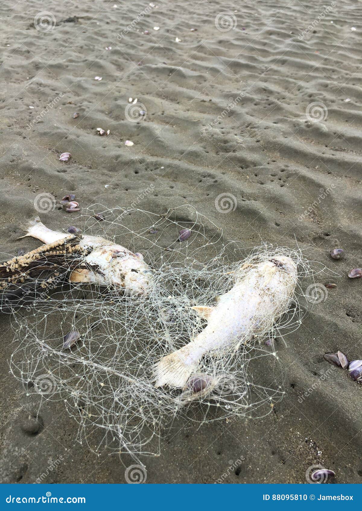 The Corpse of Death Fish Stuck in Fishing Net on the Beach Stock Photo ...
