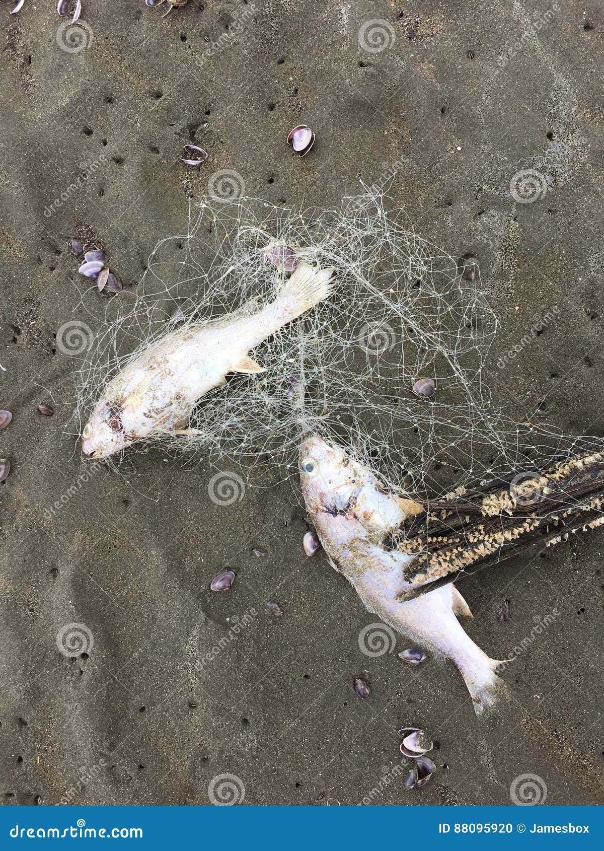 The Corpse of Death Fish Stuck in Fishing Net on the Beach Stock Photo ...