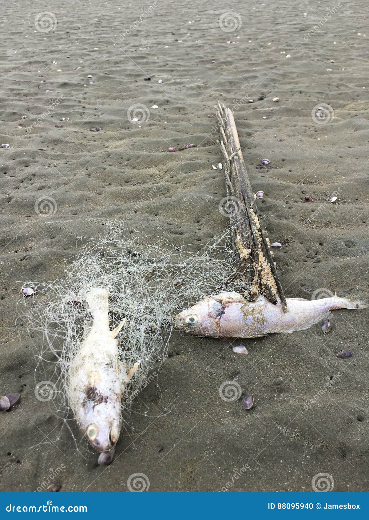 The Corpse of Death Fish Stuck in Fishing Net on the Beach Stock Photo ...