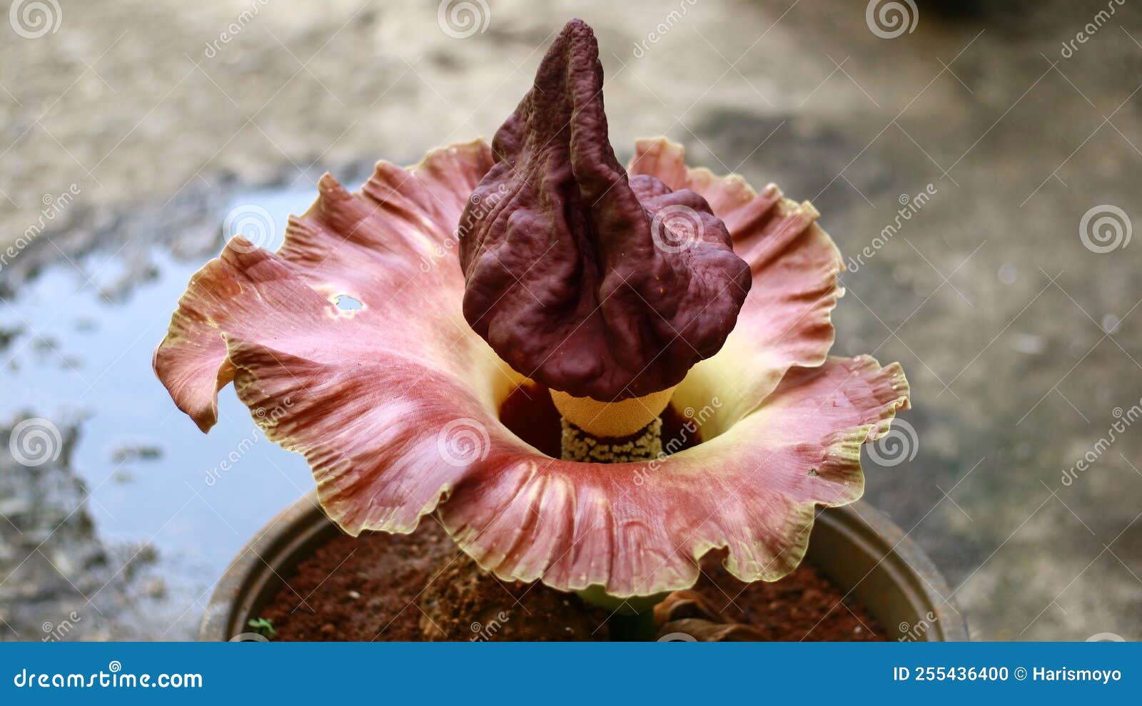The Corpse Flower or Amorphophallus Stock Photo - Image of blooming ...