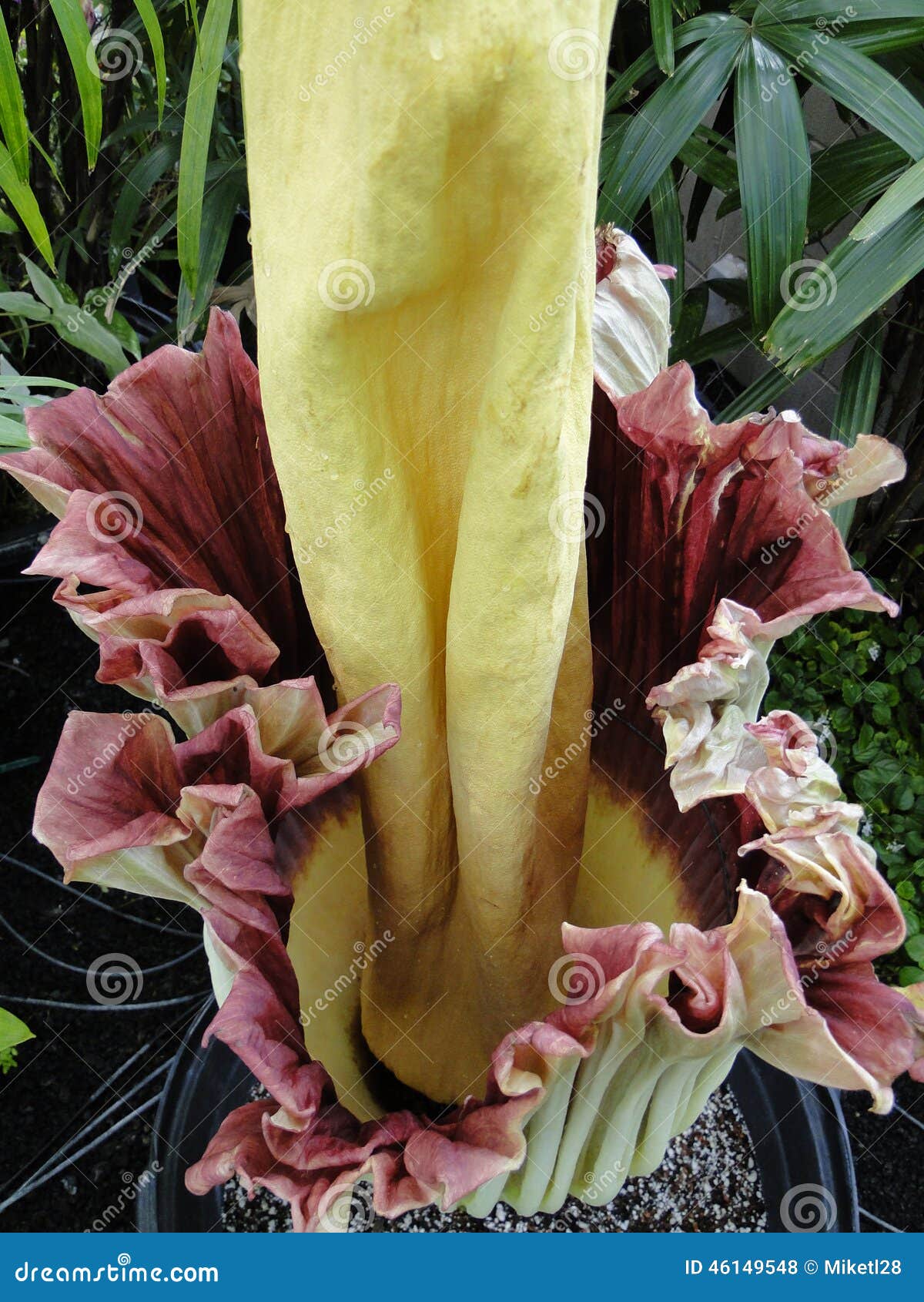 Corpse Flower Seed Pod Royalty-Free Stock Photo | CartoonDealer.com ...