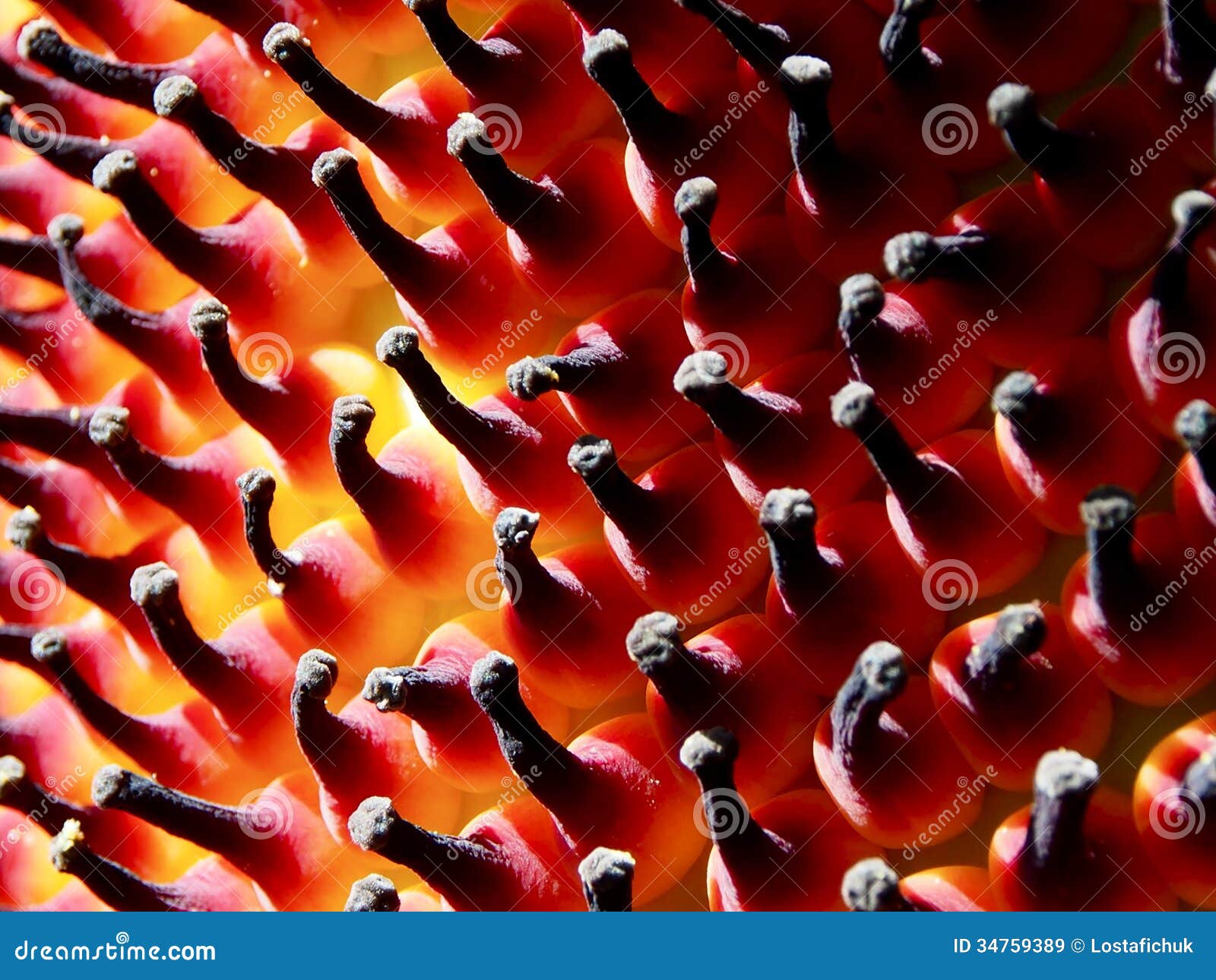 Corpse Flower Seed Pod Royalty-Free Stock Photo | CartoonDealer.com ...