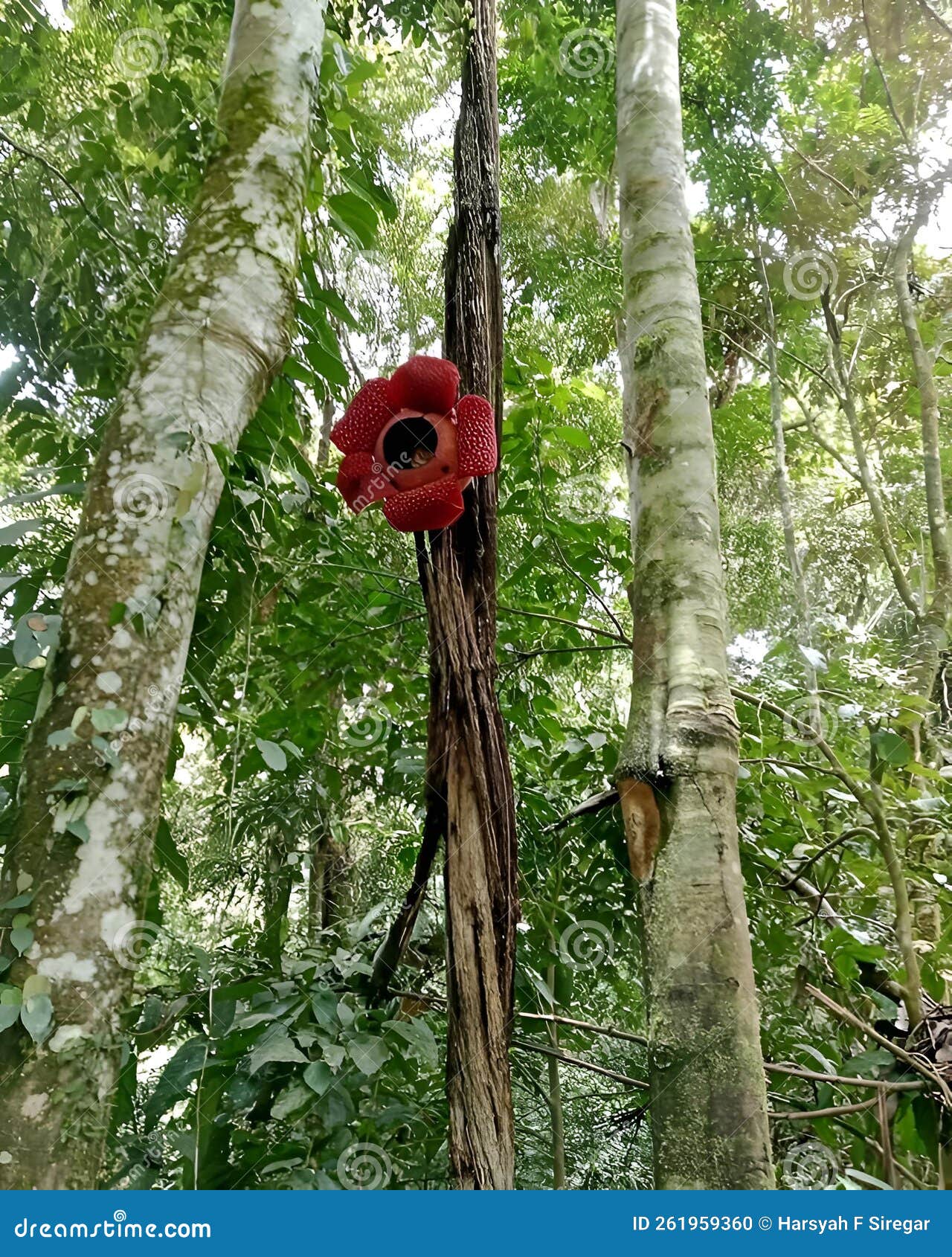 Corpse flower stock photo. Image of grow, corpse, flower - 261959360