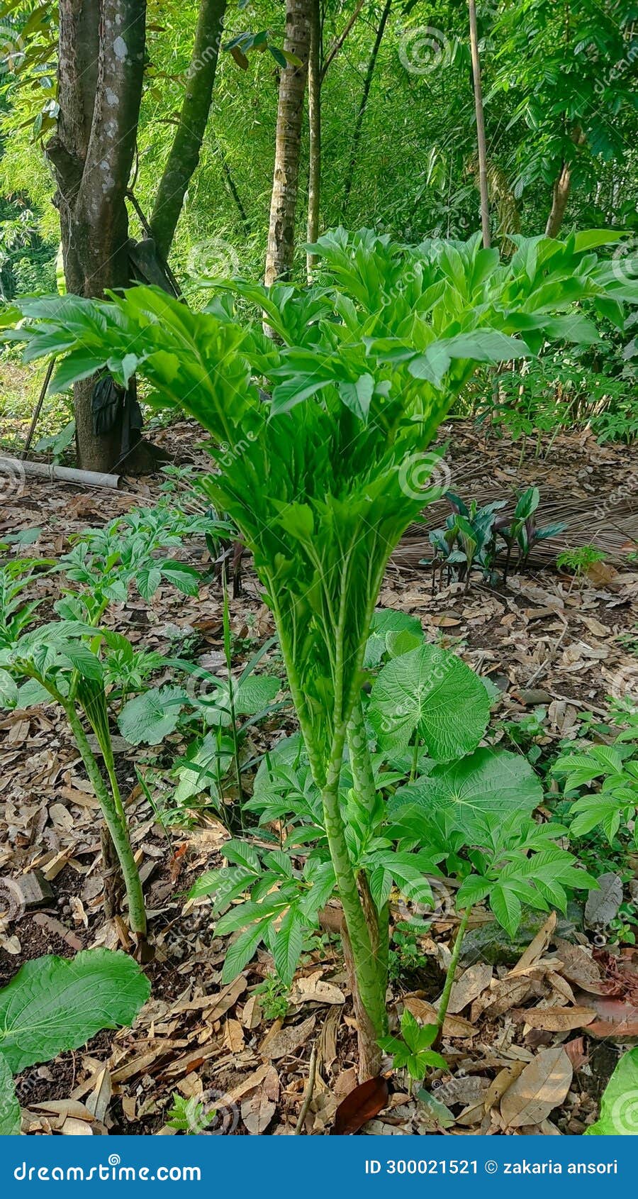 A Corpse Flower Tree that Has Not yet Flowered Stock Image - Image of ...