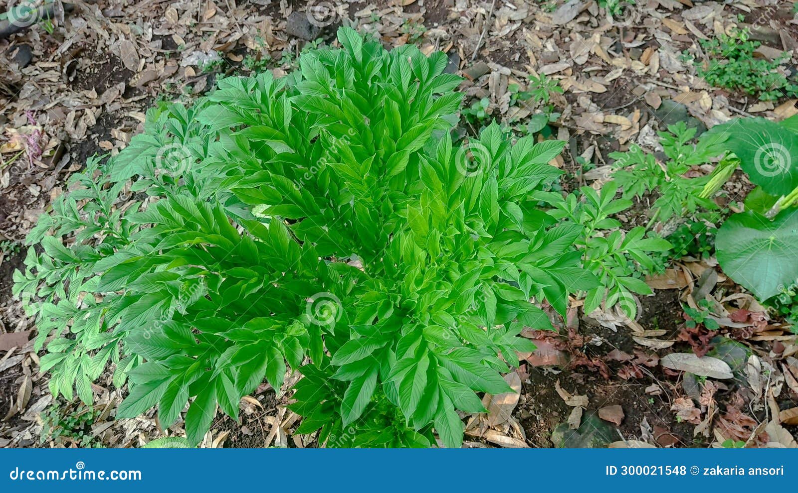 A Corpse Flower Tree that Has Not yet Flowered Stock Photo - Image of ...