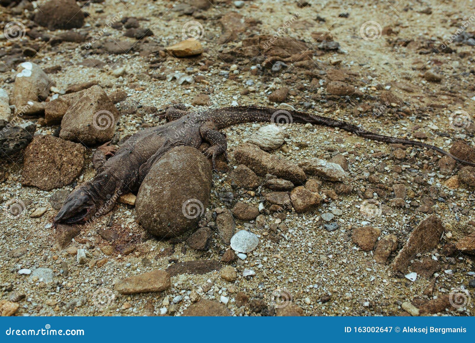 Corpse of the Lizard Varanus on the Beach in Thailand Stock Image ...