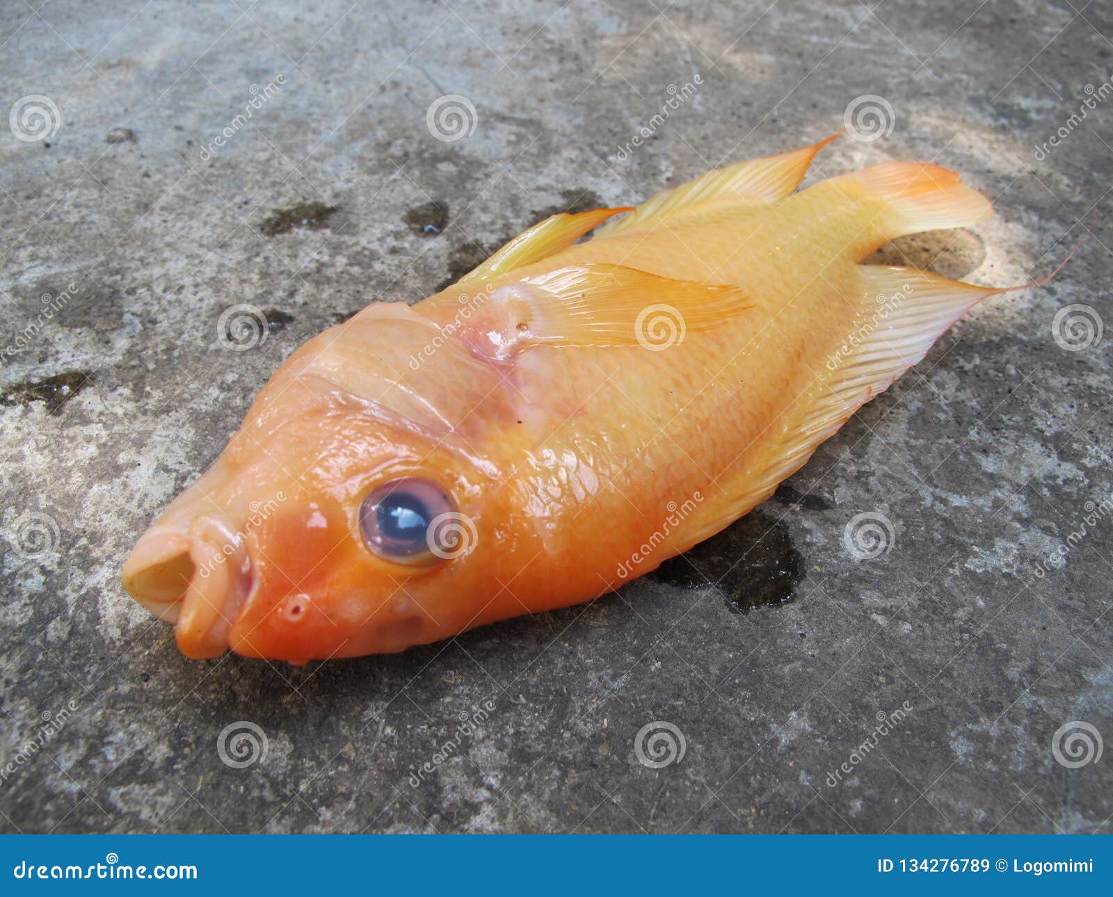 Corpse of Red Devil Cichlid Asian Fish Laying on the Ground Stock Image ...