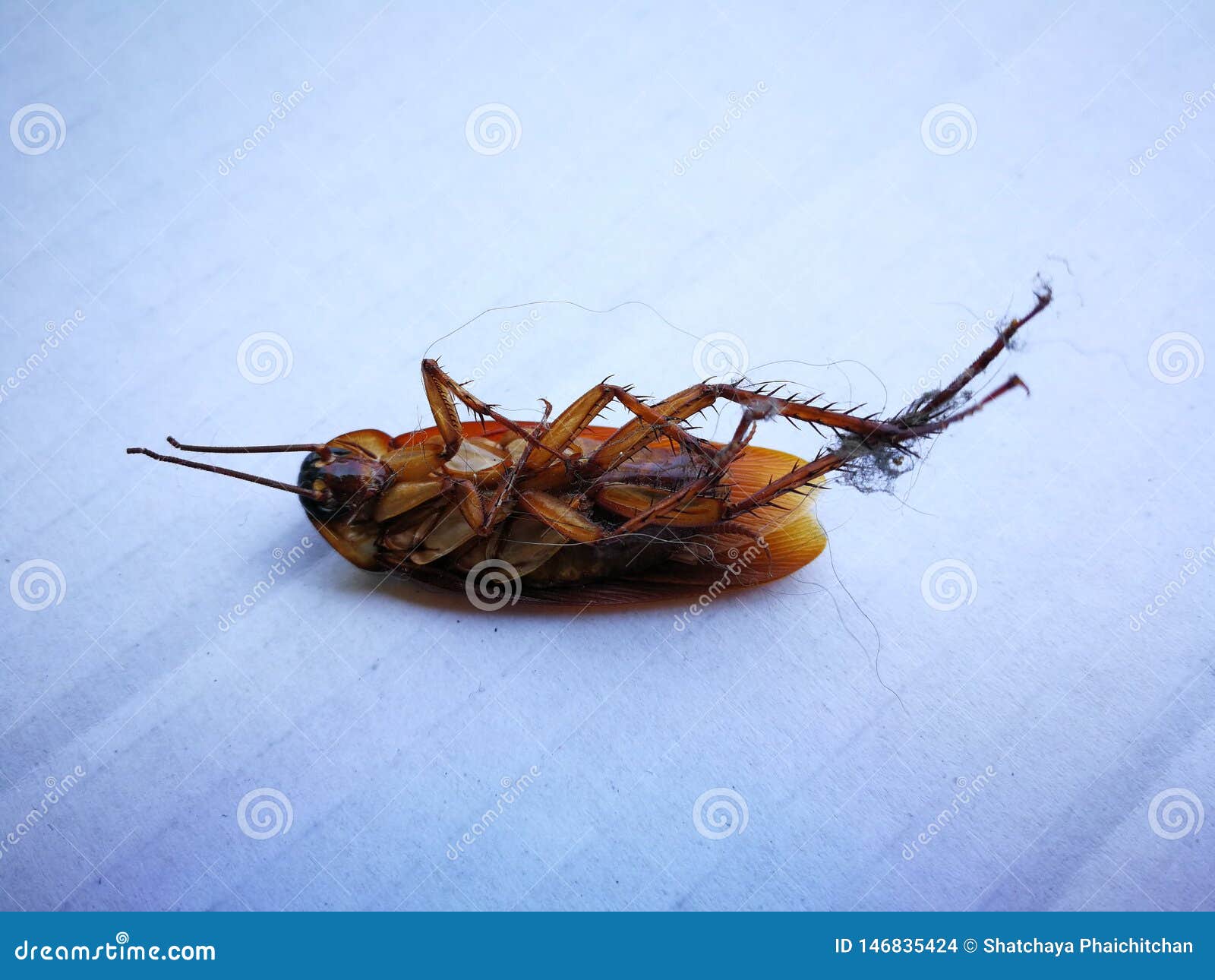 A Corpses of Cockroaches Was Die Stock Photo - Image of biology, detail ...