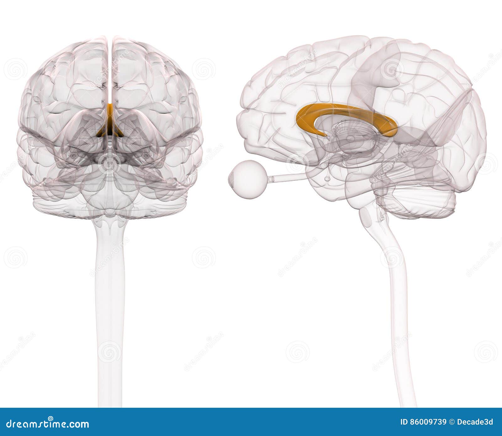 Corpus Callosum Brain Anatomy - 3d Illustration Stock Illustration ...