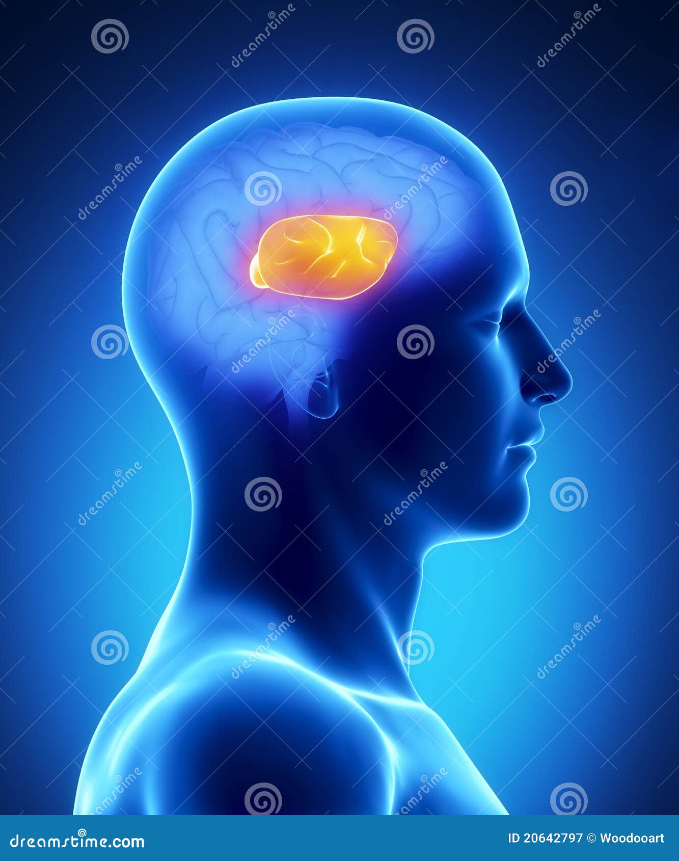 Corpus Callosum - Human Brain Part Stock Illustration - Illustration of ...