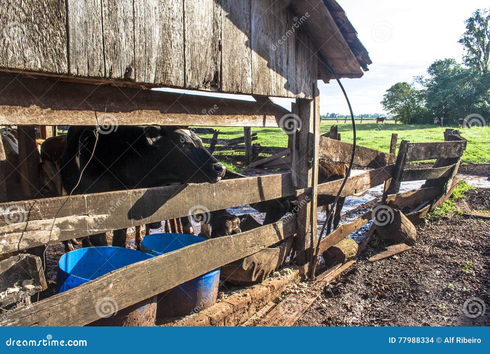 Corral foto de archivo. Imagen de animal, vacas, corral - 77988334