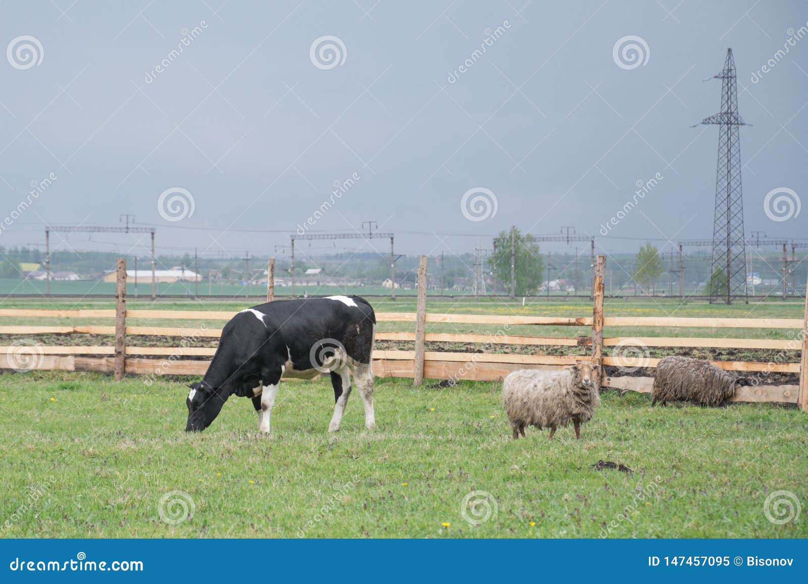 Corral with a cow stock image. Image of green, livestock - 147457095