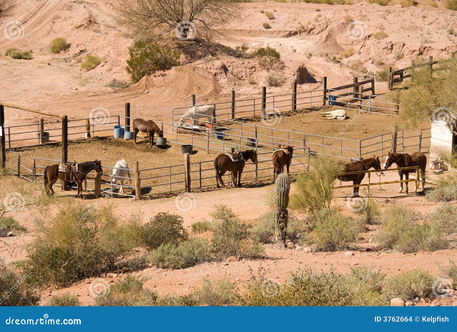 Corral del caballo foto de archivo. Imagen de ecuestre - 3762664