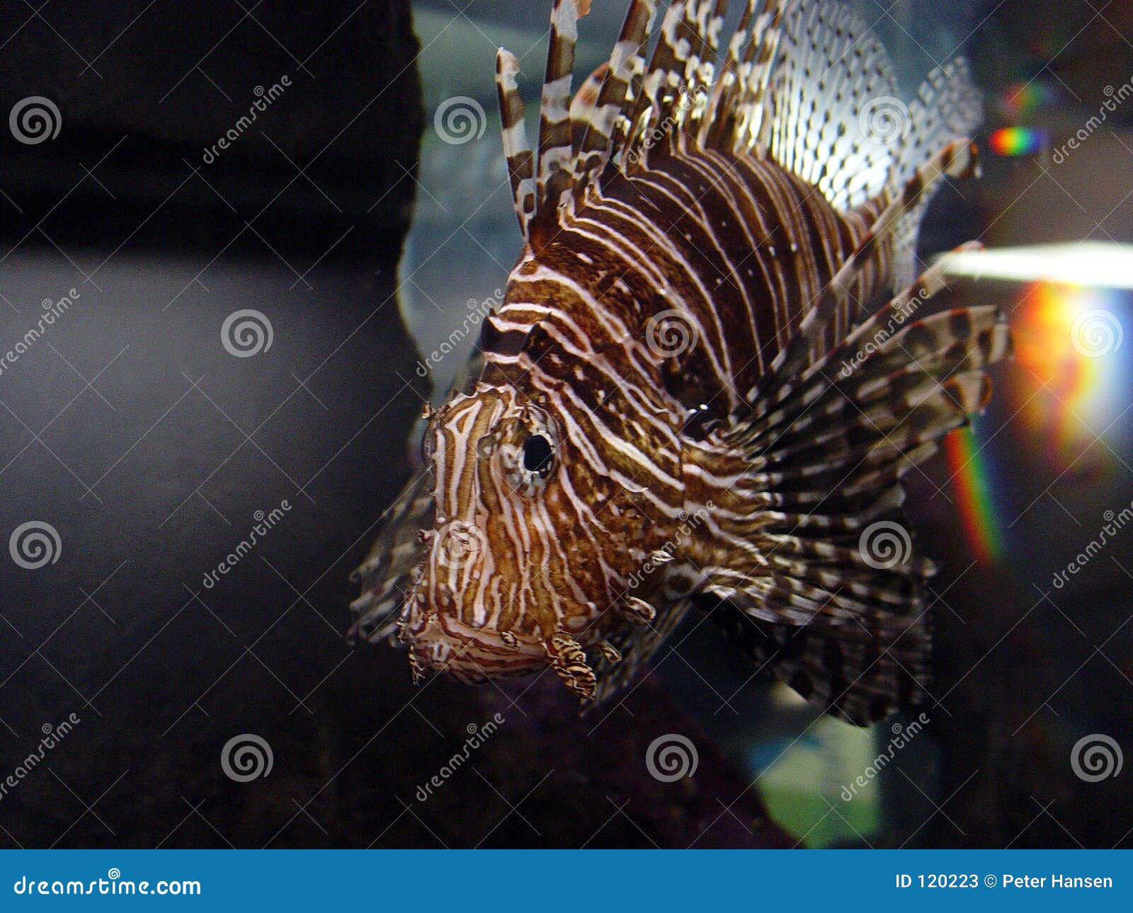 Corral fish stock image. Image of lionfish, reef, diving - 120223