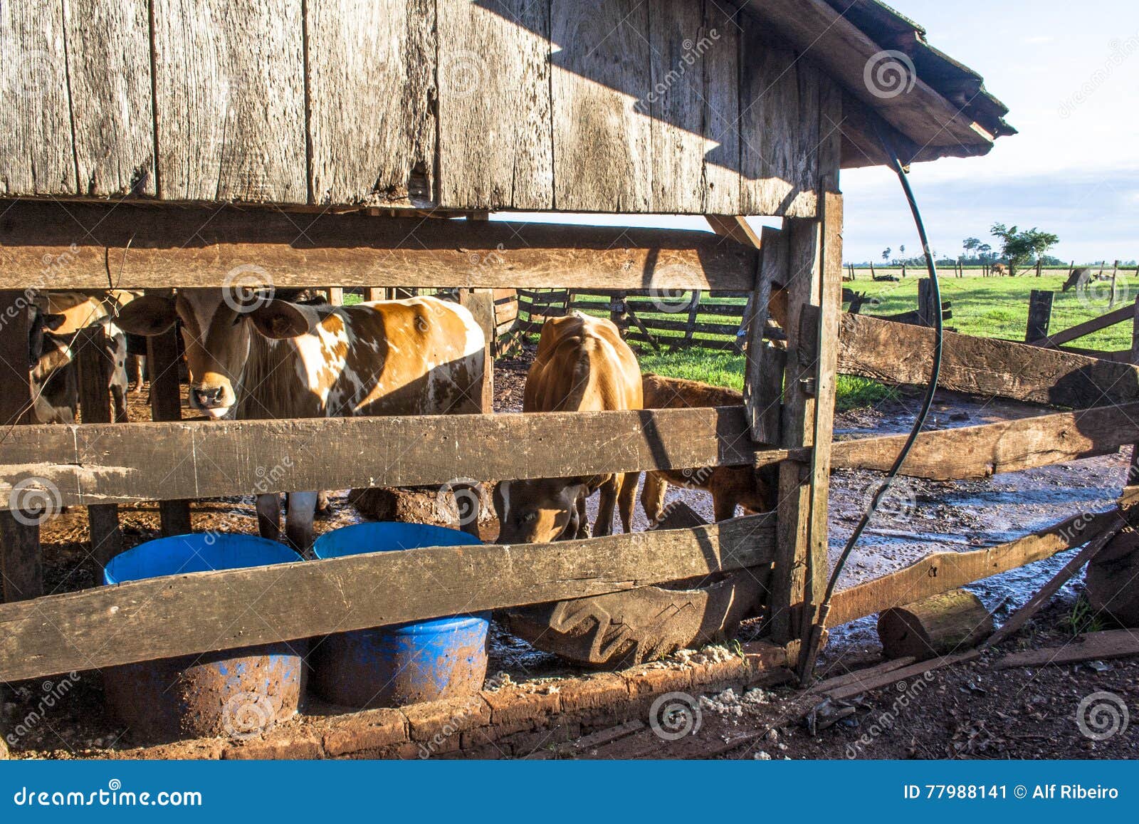 Corral editorial photo. Image of rural, livestock, pasture - 77988141