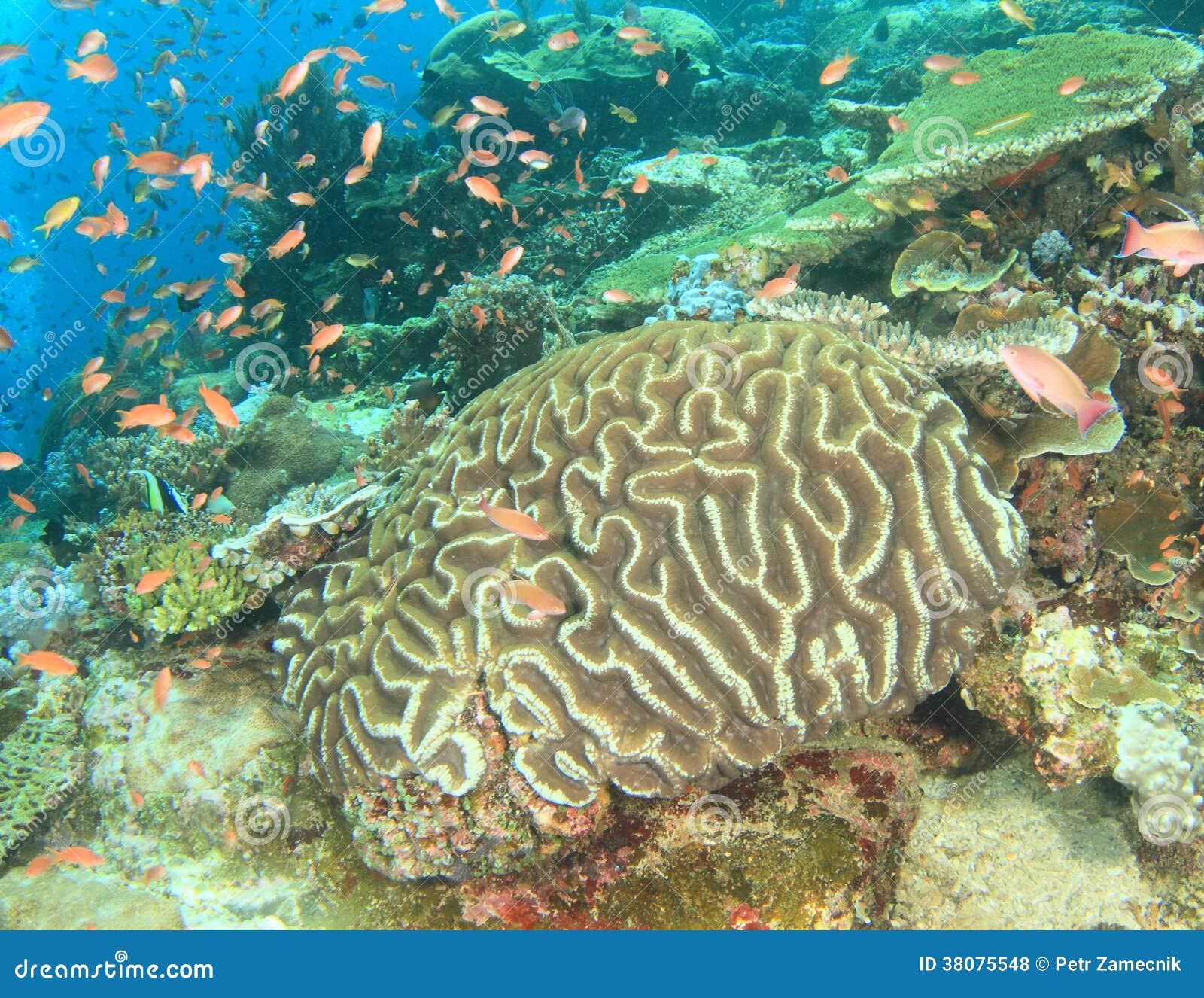 Corral reef stock photo. Image of fish, marine, wildlife - 38075548