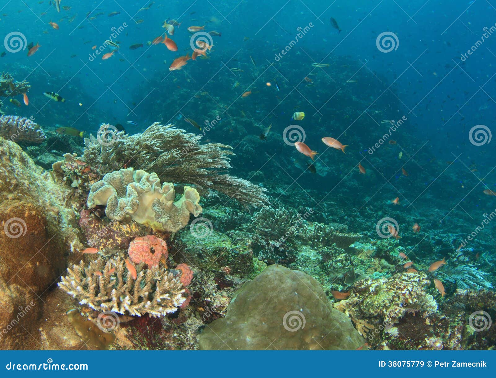 Corral reef stock image. Image of pink, wildlife, indonesia - 38075779