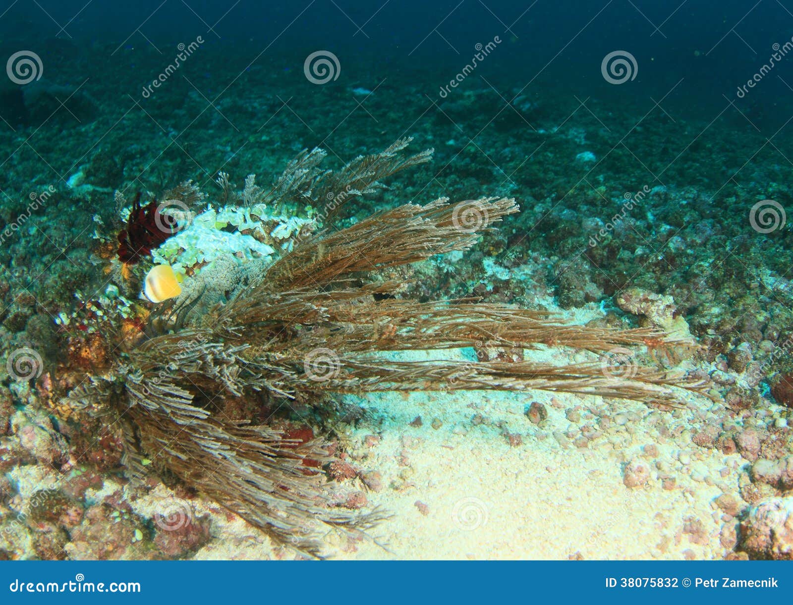 Corral reef stock photo. Image of national, water, indonesia - 38075832