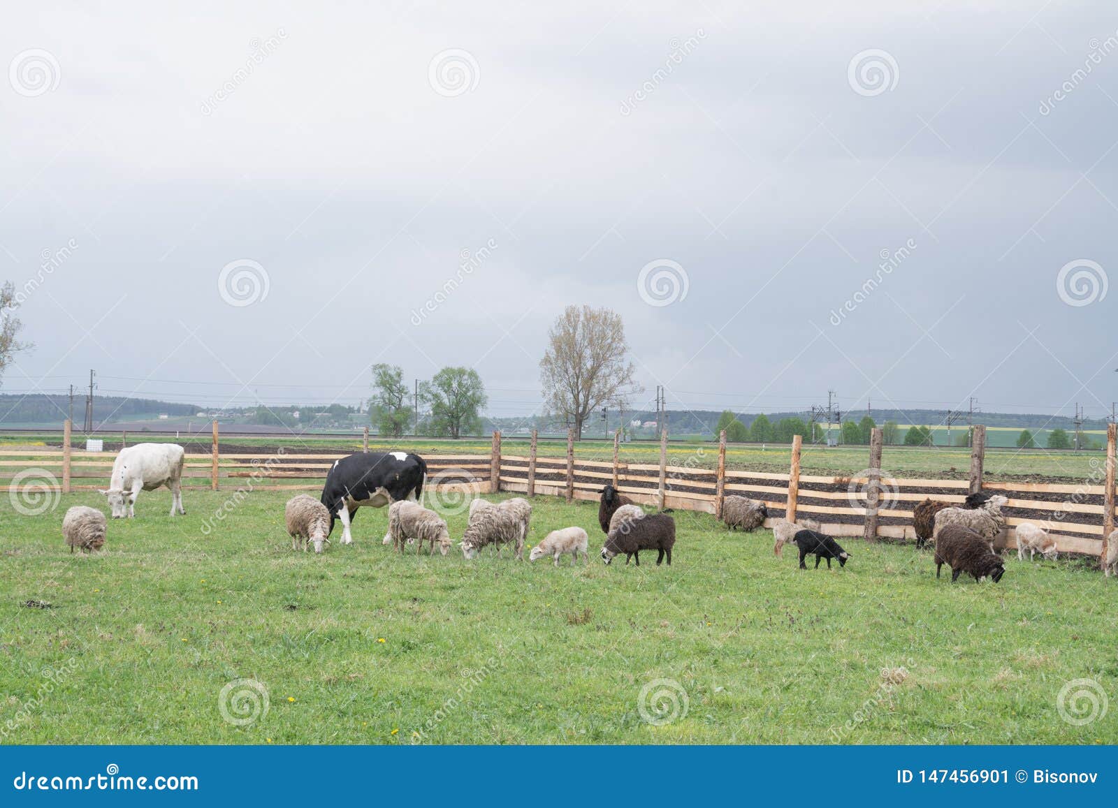 Corral with sheep and cows stock image. Image of cows - 147456901