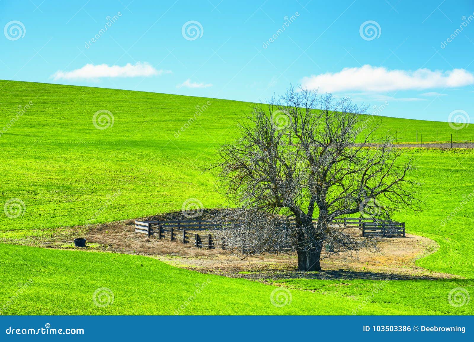 Corral and white oak tree stock photo. Image of white - 103503386