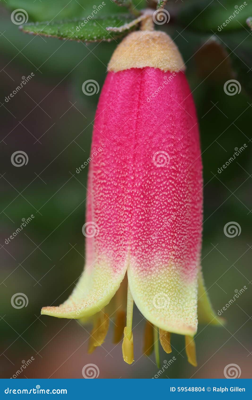 Correa 4 stock photo. Image of fuchsia, pink, flora, plant - 59548804