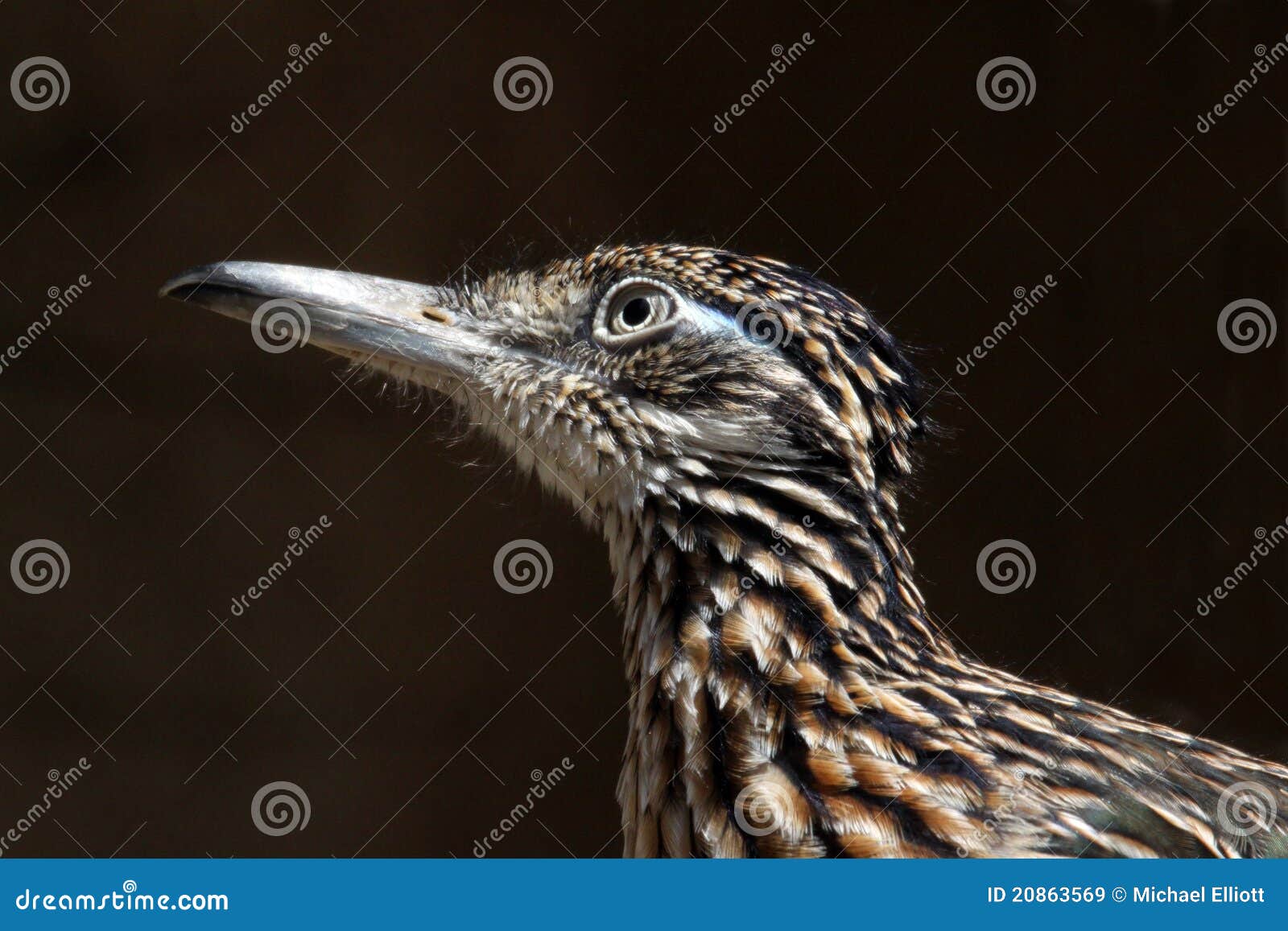 Correcaminos imagen de archivo. Imagen de fauna, tierra - 20863569