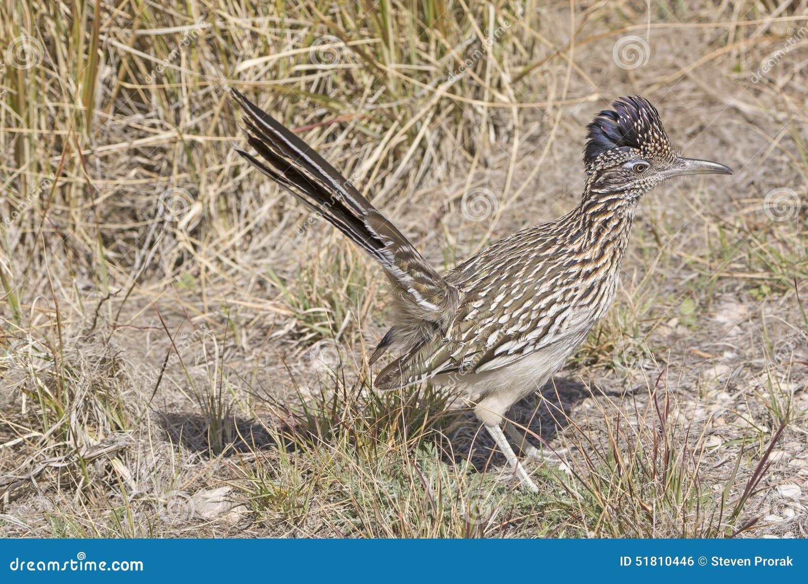 Correcaminos en los prados foto de archivo. Imagen de desierto - 51810446