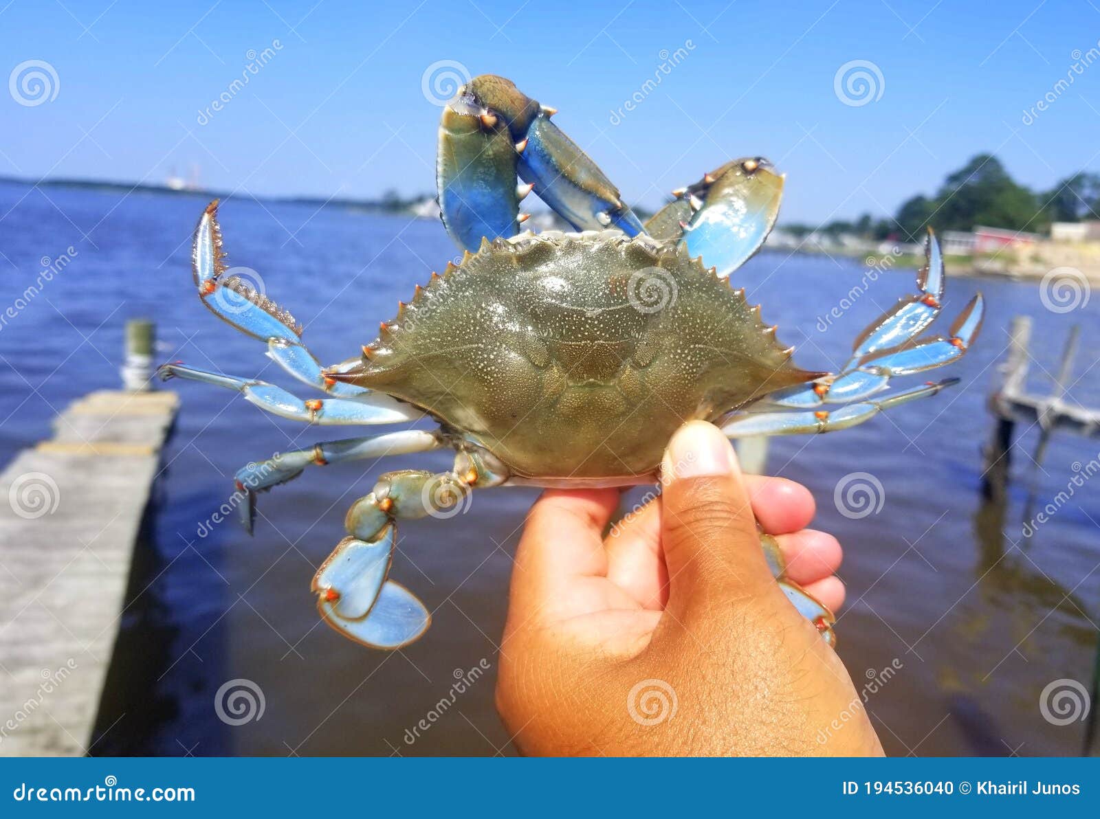The Correct Technique To Hold Blue Crab Stock Photo - Image of held ...