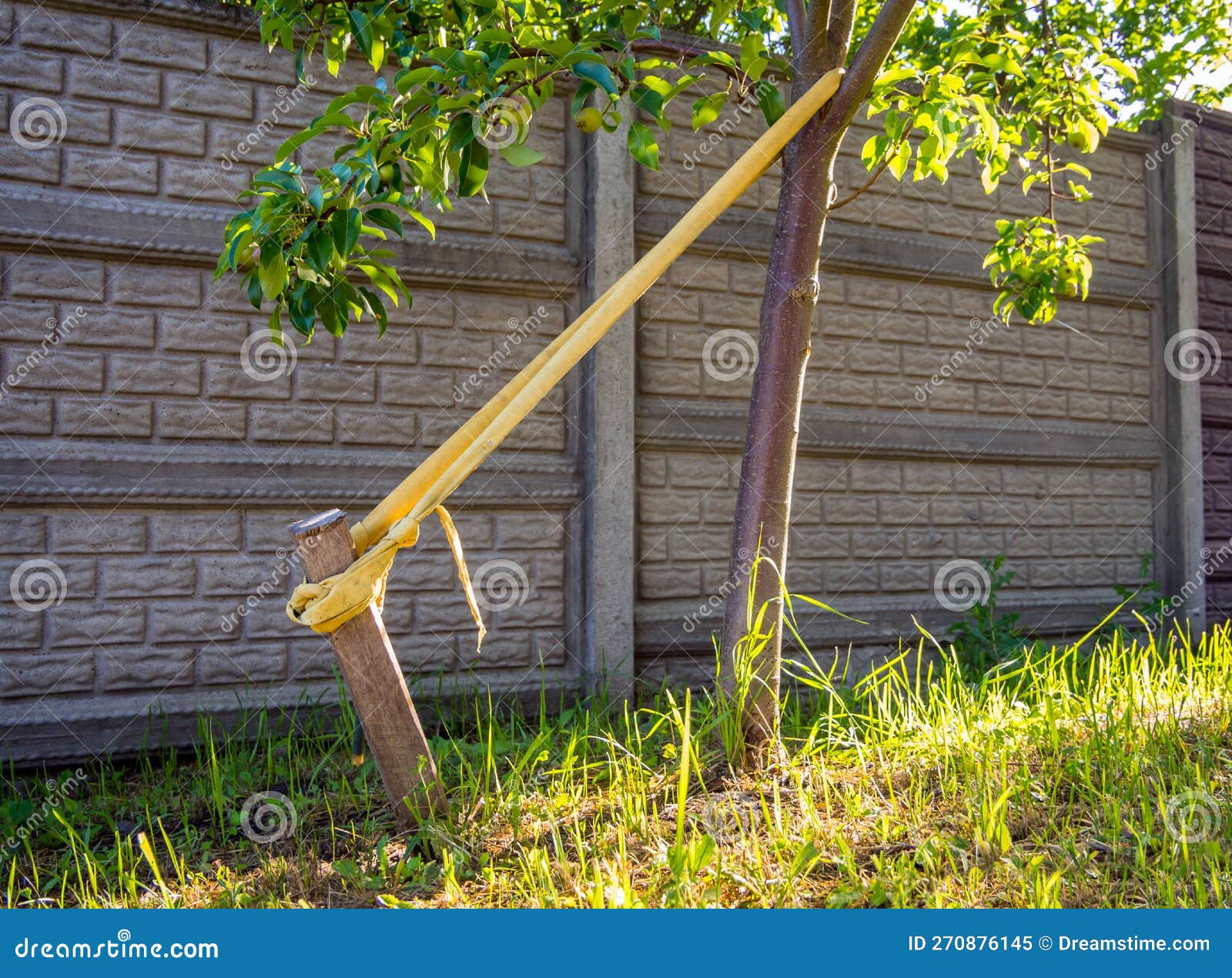Correcting the Inclination of the Trunk of a Young Tree with a Peg ...