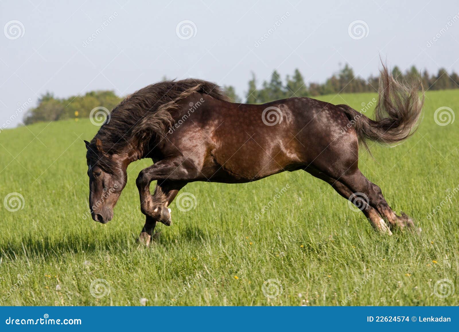 Corredor Bonito Grande Do Cavalo Foto de Stock - Imagem de sozinho ...
