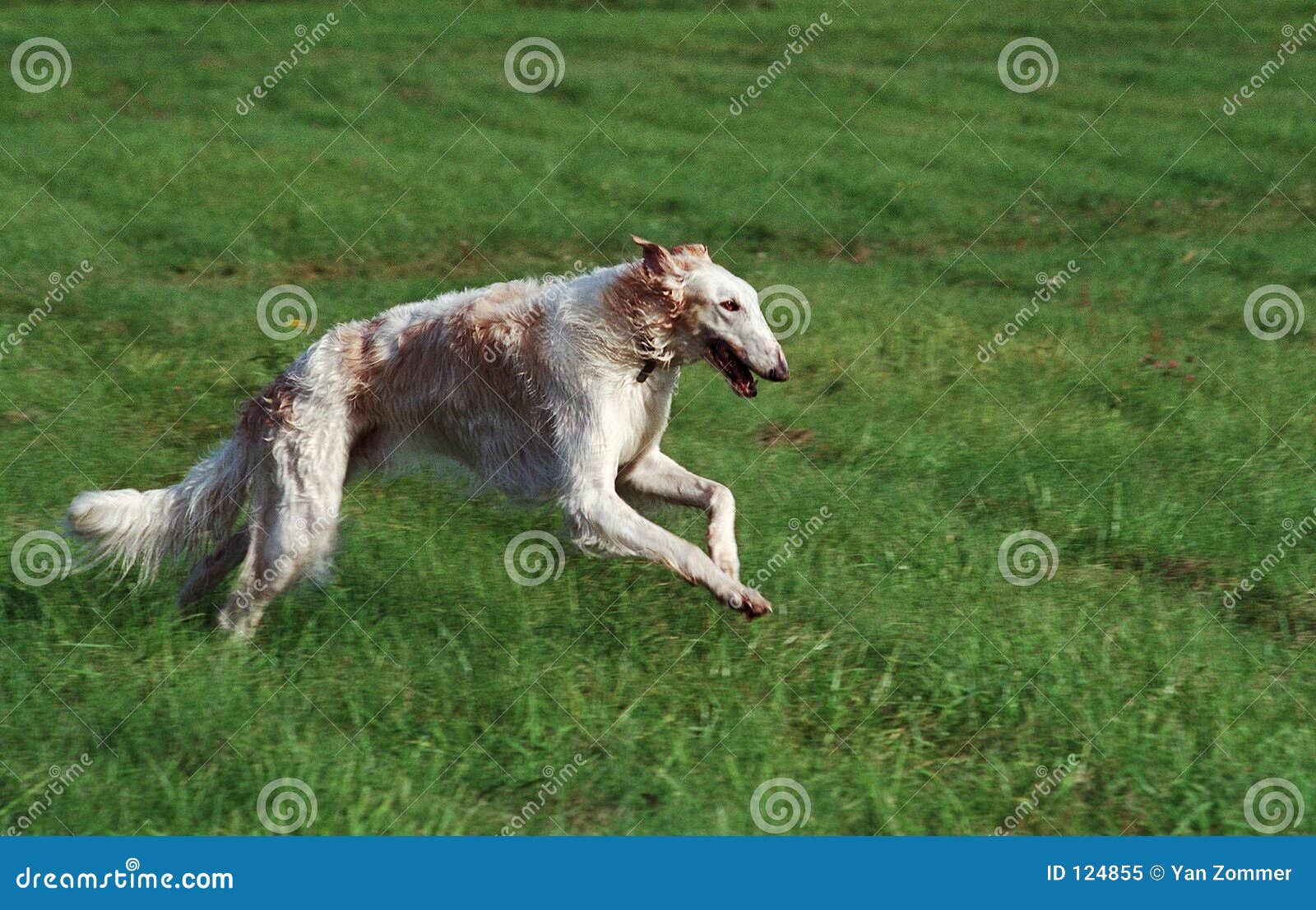 Corredor do Borzoi imagem de stock. Imagem de russo, grama - 124855