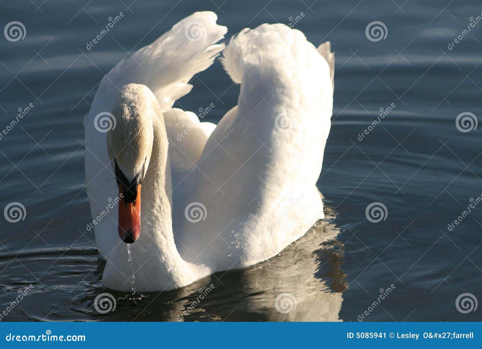 Corrib stock image. Image of galway, colour, swan, beauty - 5085941