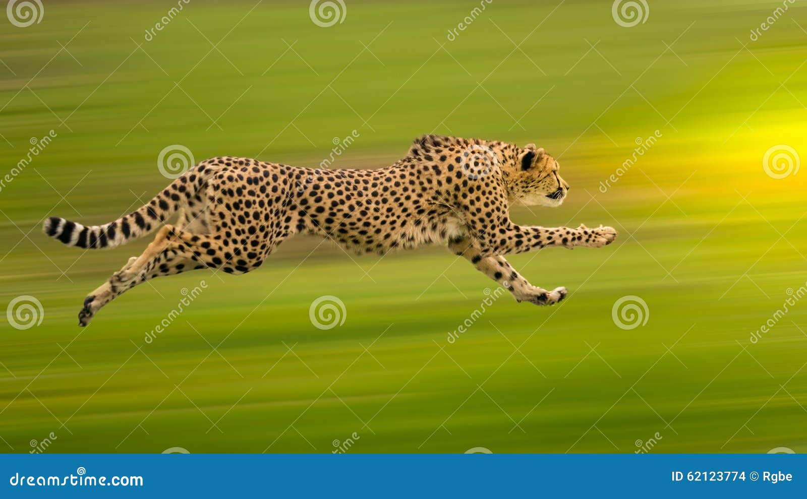 Corrida da chita foto de stock. Imagem de wildlife, perfil - 62123774