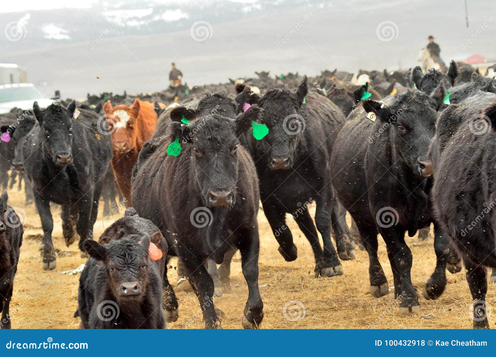 Corrida Das Vacas E Das Vitelas Foto de Stock - Imagem de doméstico ...