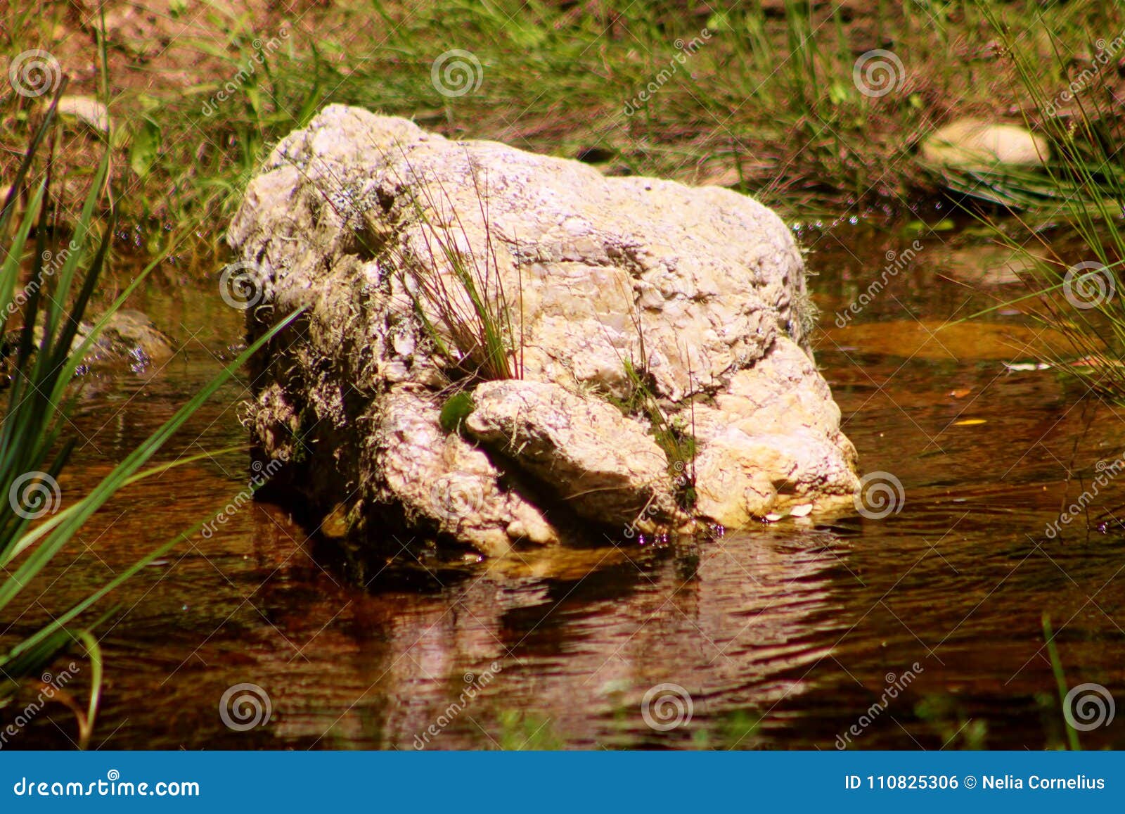 Corridas Do Rio Da Rocha Com Ele Foto de Stock - Imagem de rocha, sobre ...