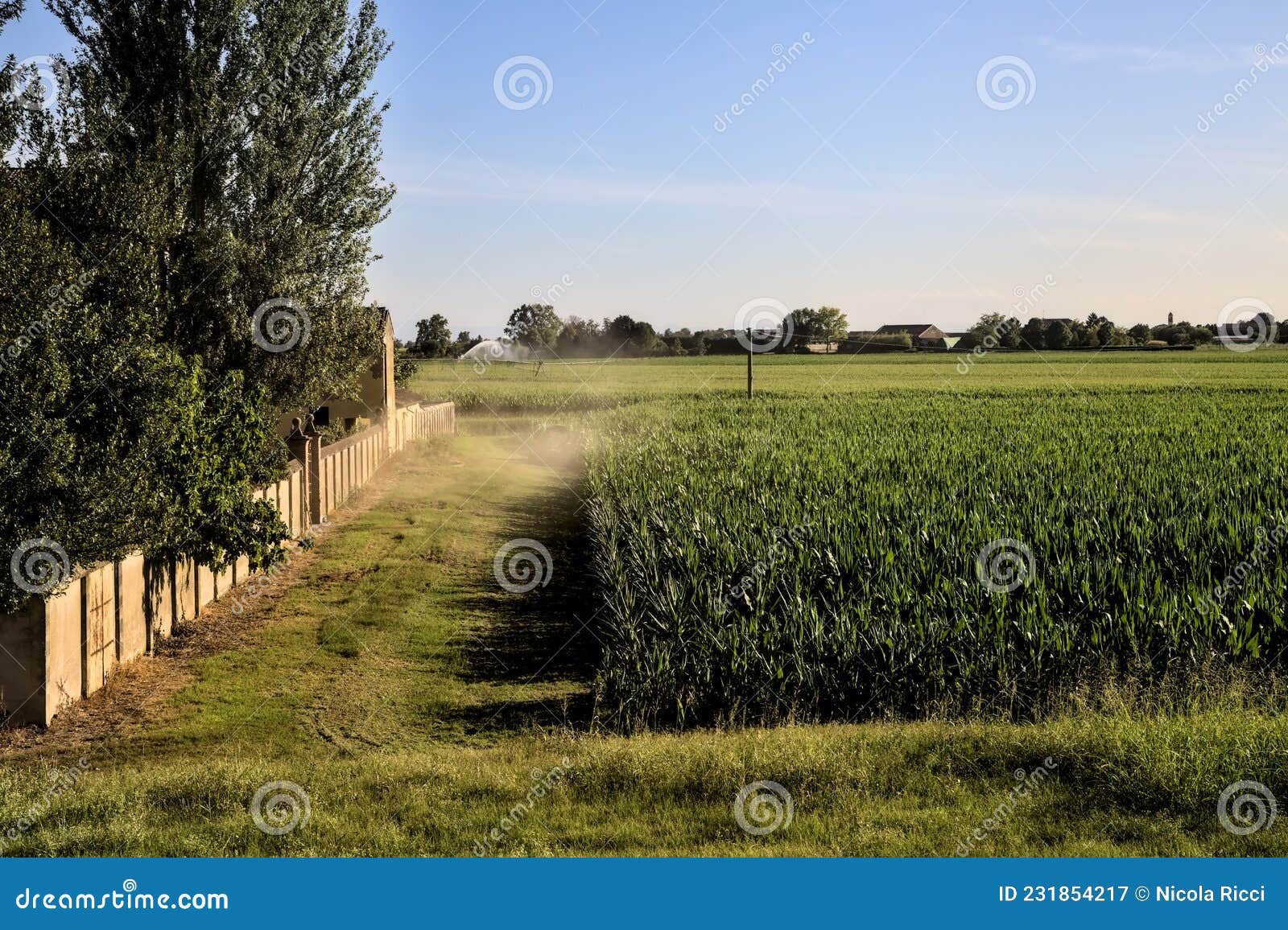 Corridor between a Corn Field and the Boundary Wall of a Country ...