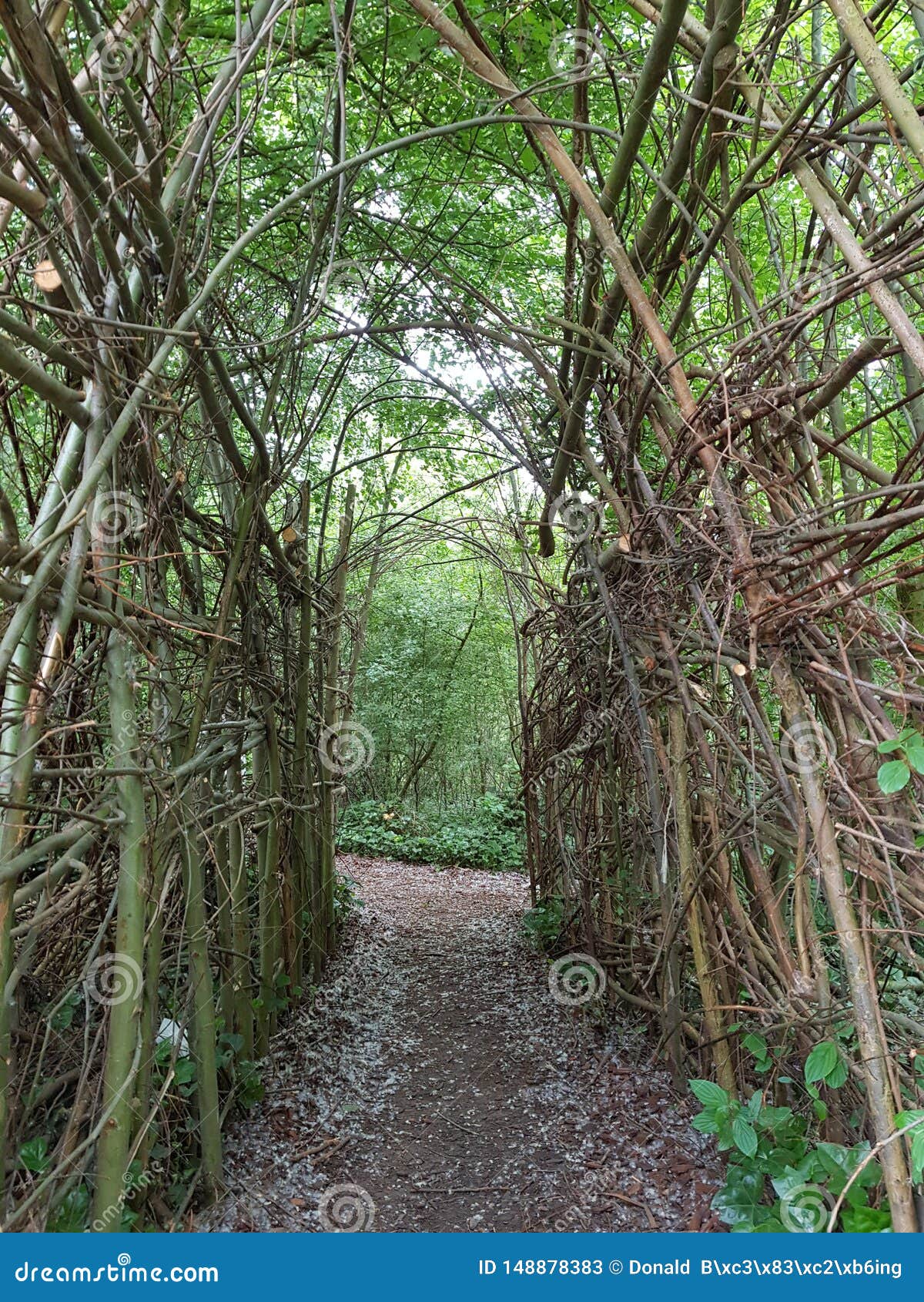 Corridor in Forest Created by Braided Twigs Stock Image - Image of ...