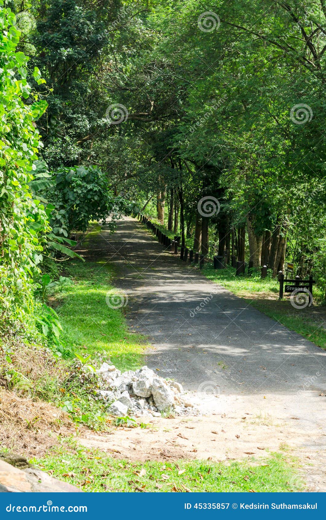 Corridor and green tree stock image. Image of clear, greenery - 45335857