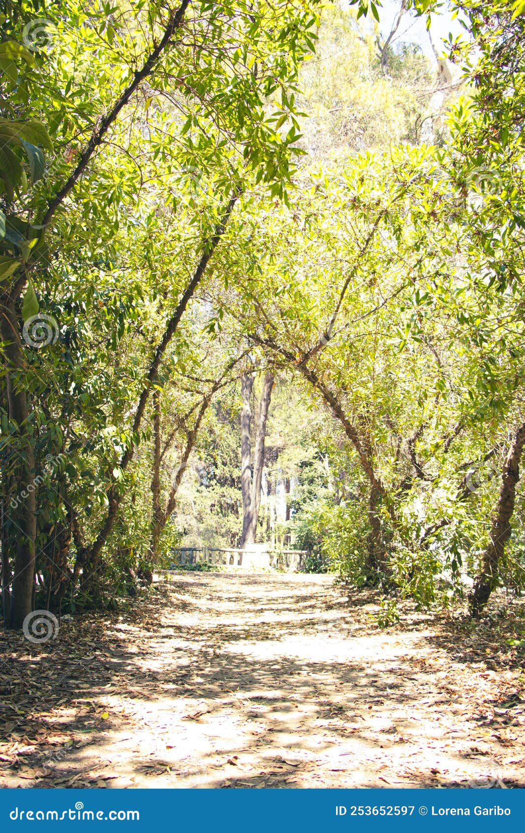 Corridor between Leafy Trees in a Forest on a Sunny Day Stock Image ...