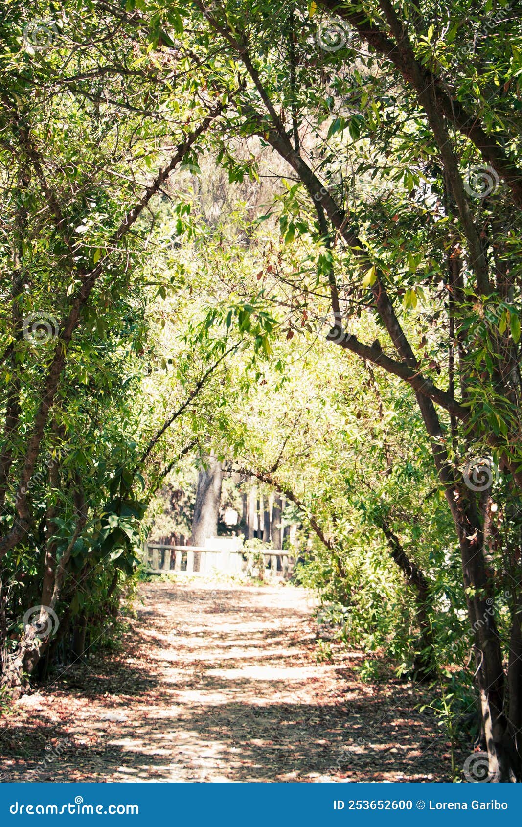 Corridor between Leafy Trees in a Forest on a Sunny Day Stock Photo ...