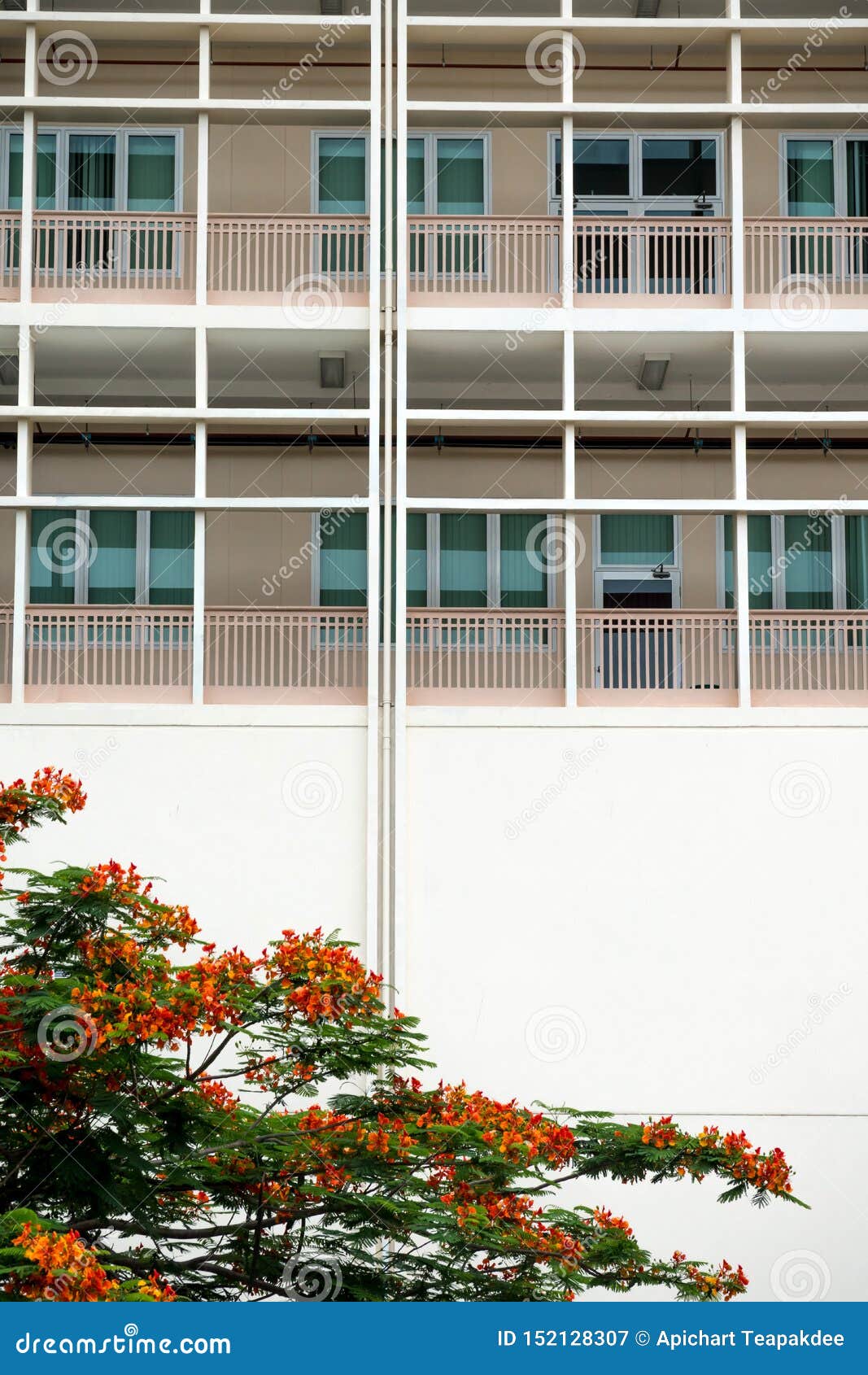 Corridor Side on the Building Stock Image - Image of blossom, building ...
