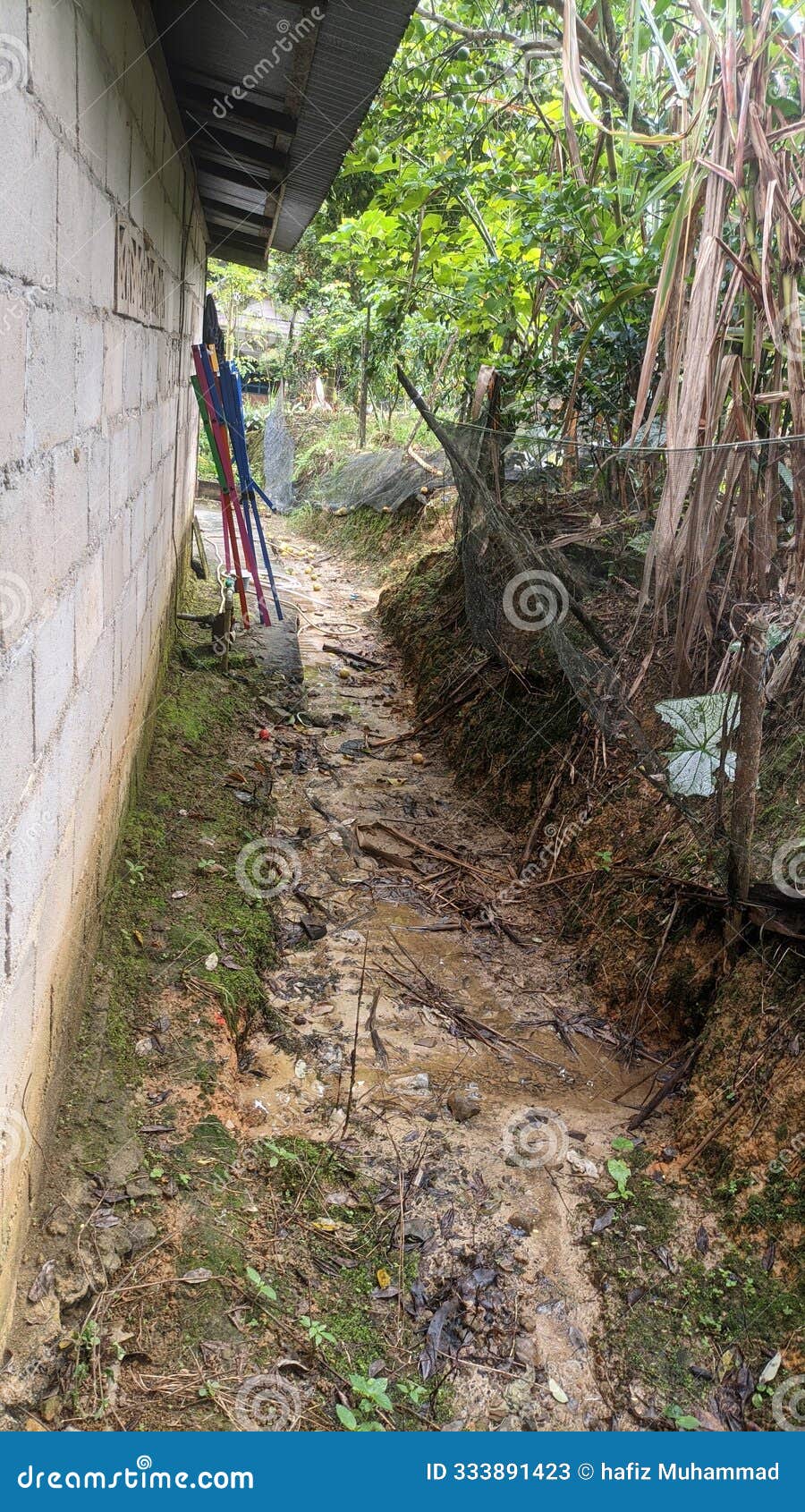 Leaves Are The Most Important Organs Of Most Vascular Plants That Is ...