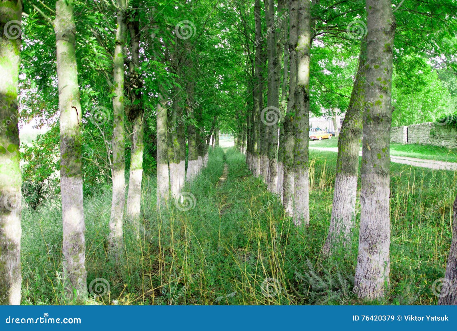 The corridor of trees. stock image. Image of city, hallway - 76420379