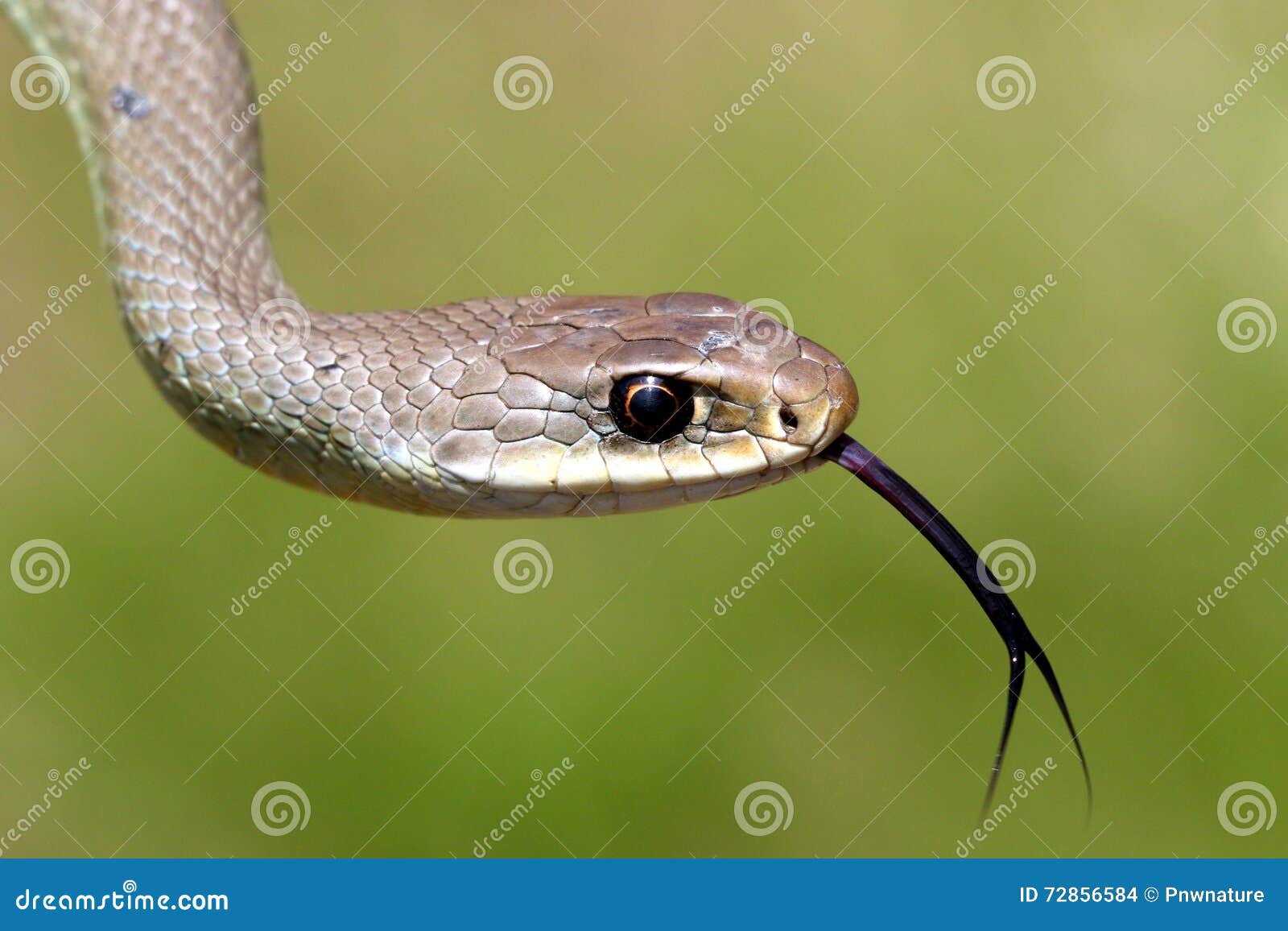 Corridore Codardo Occidentale - Mormone Del Restringitore Del Coluber ...