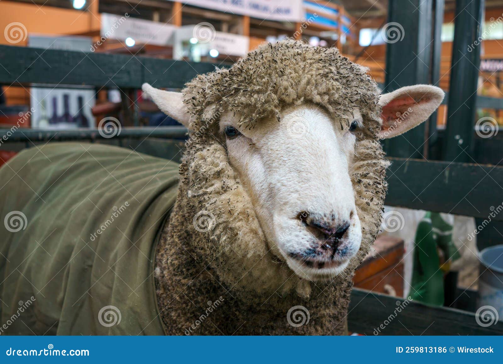 Corriedale breed sheep stock photo. Image of flock, farm - 259813186