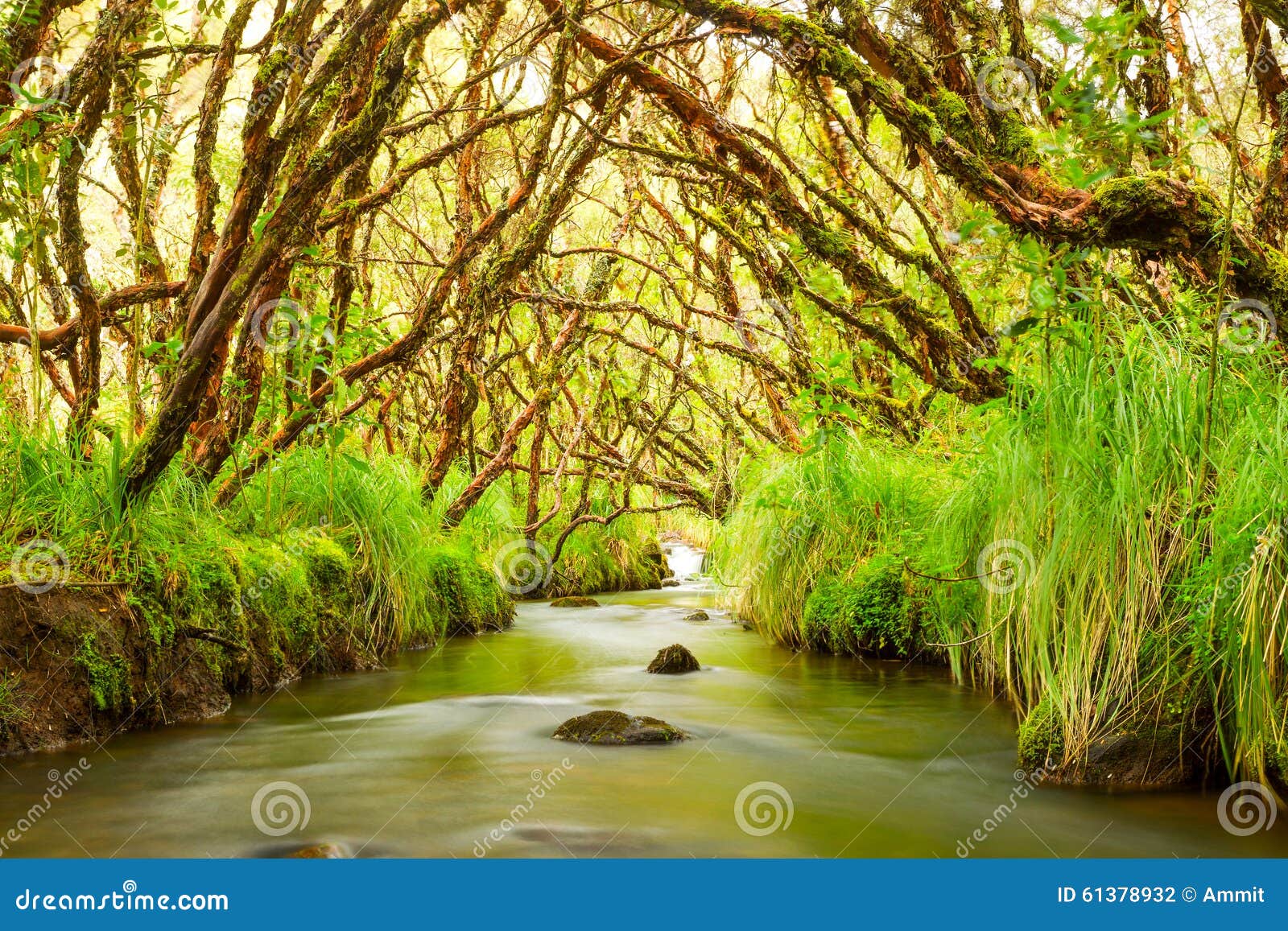 Corriente En El Bosque De Polylepis Foto de archivo - Imagen de ecuador ...