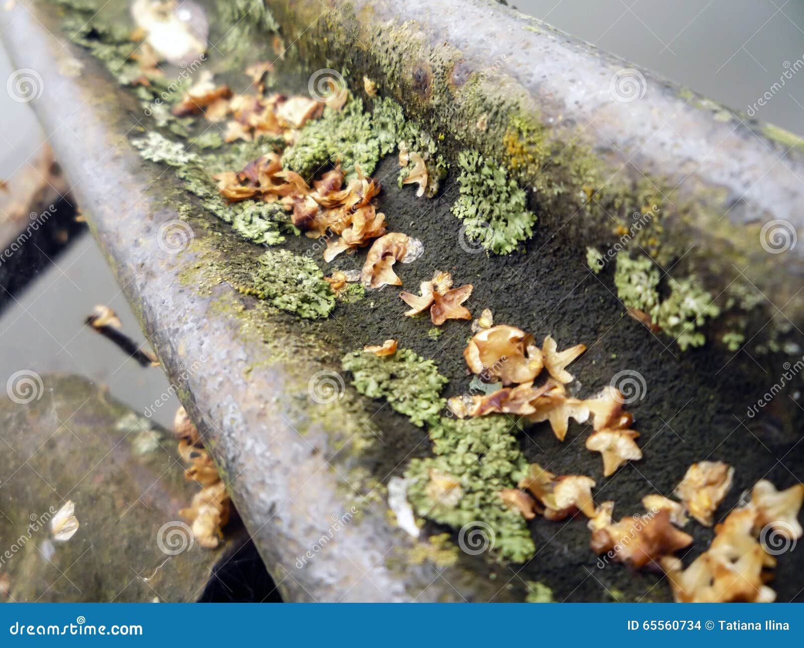 Corroded Railing At A Pond With Trees In The Background In A Unkempt ...